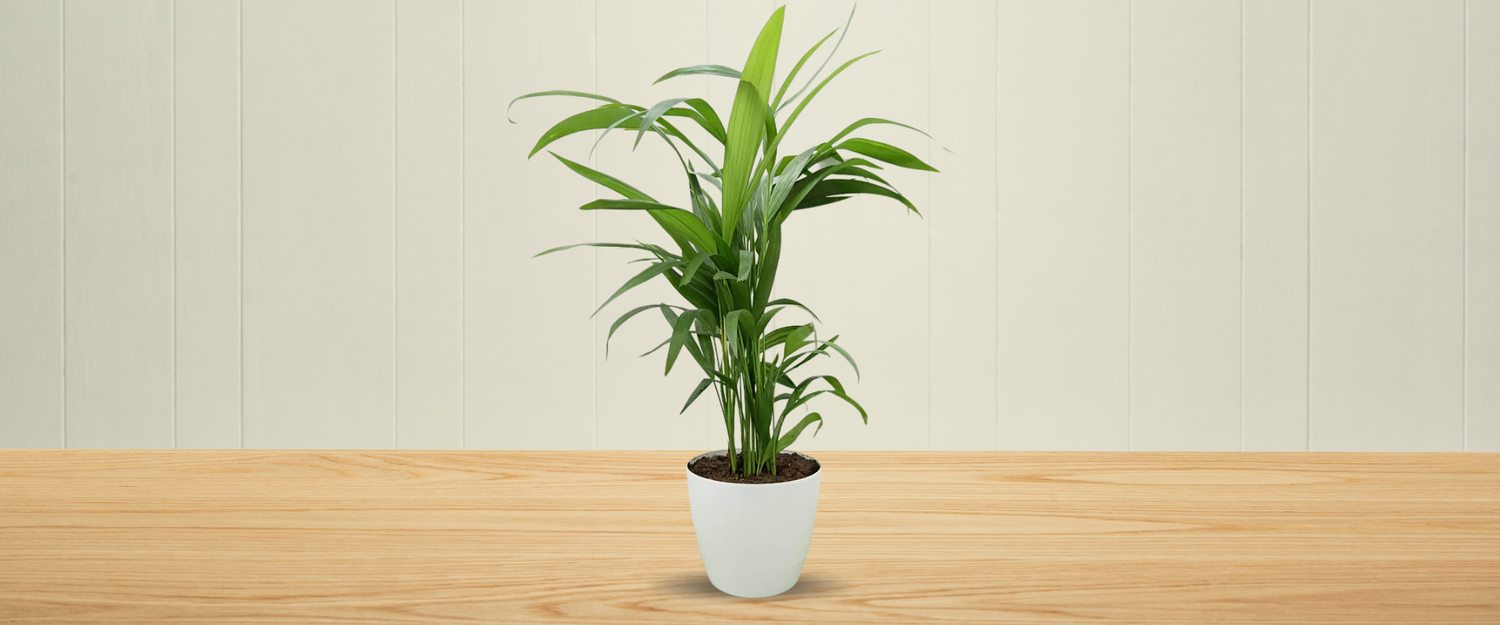 Areca Palm Plant Care Guide | Indoor Palm Maintenance Tips – rootsraja.in