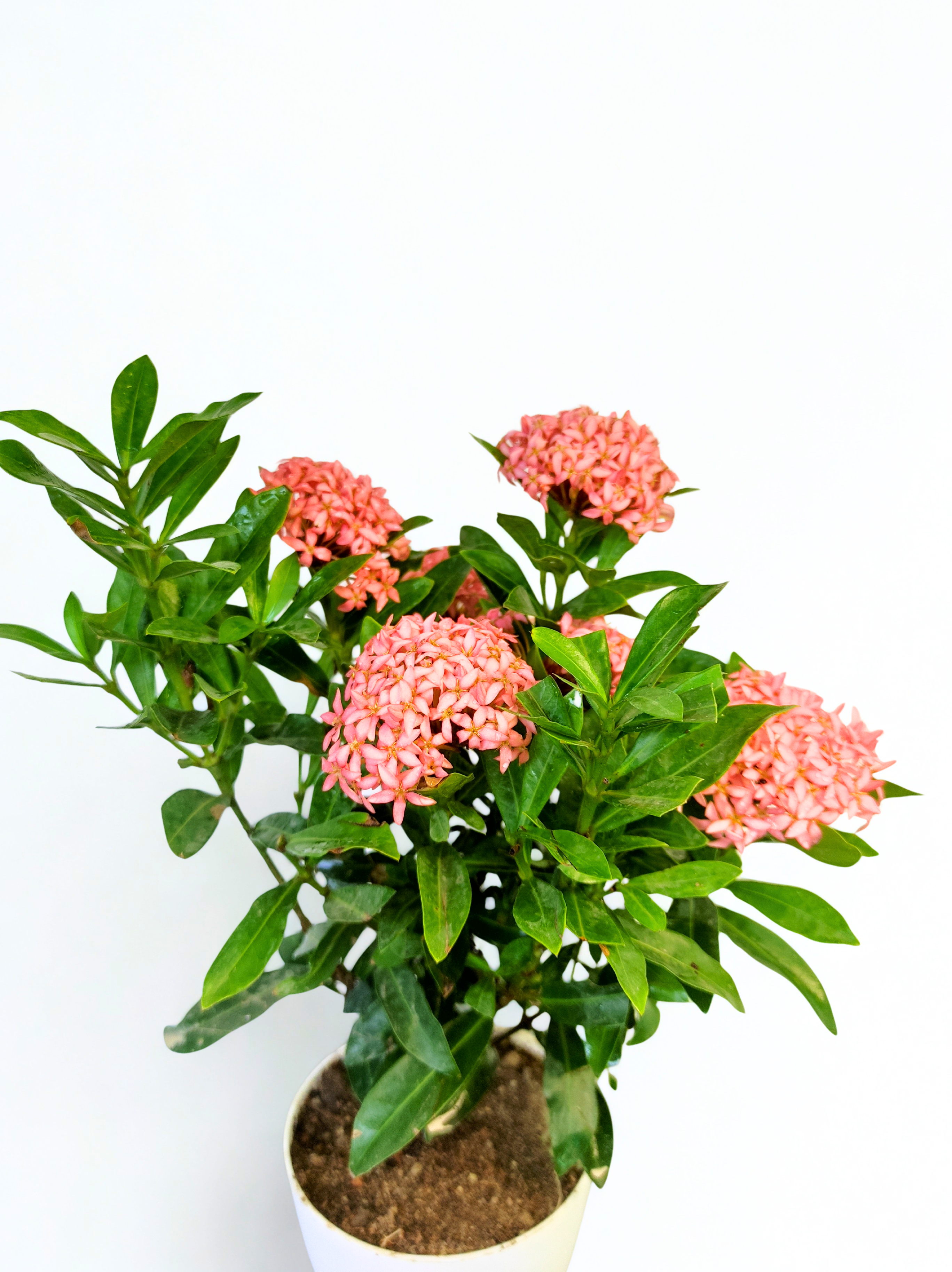 Buy Ixora Plant Online | Vibrant Ixora Flower Plant for Home & Garden ...