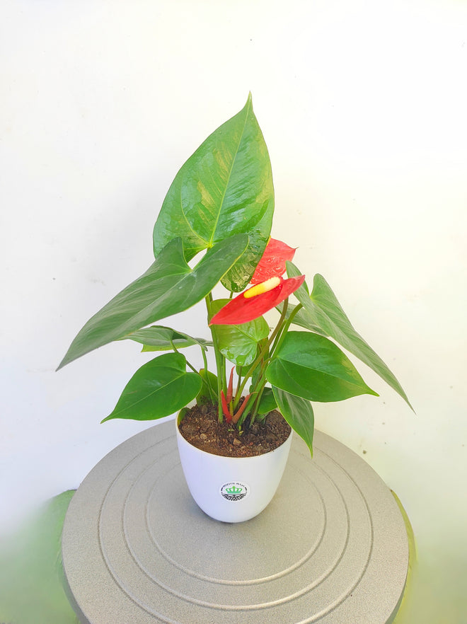 Areca Palm Plant Care Guide | Indoor Palm Maintenance Tips – rootsraja.in